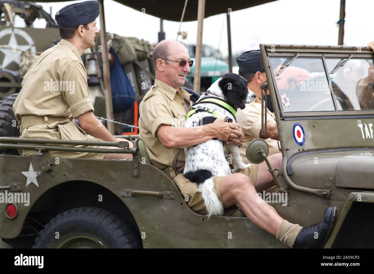 English Springer Spaniel Bomb sniffer dogs relaxing in an army jeep ...