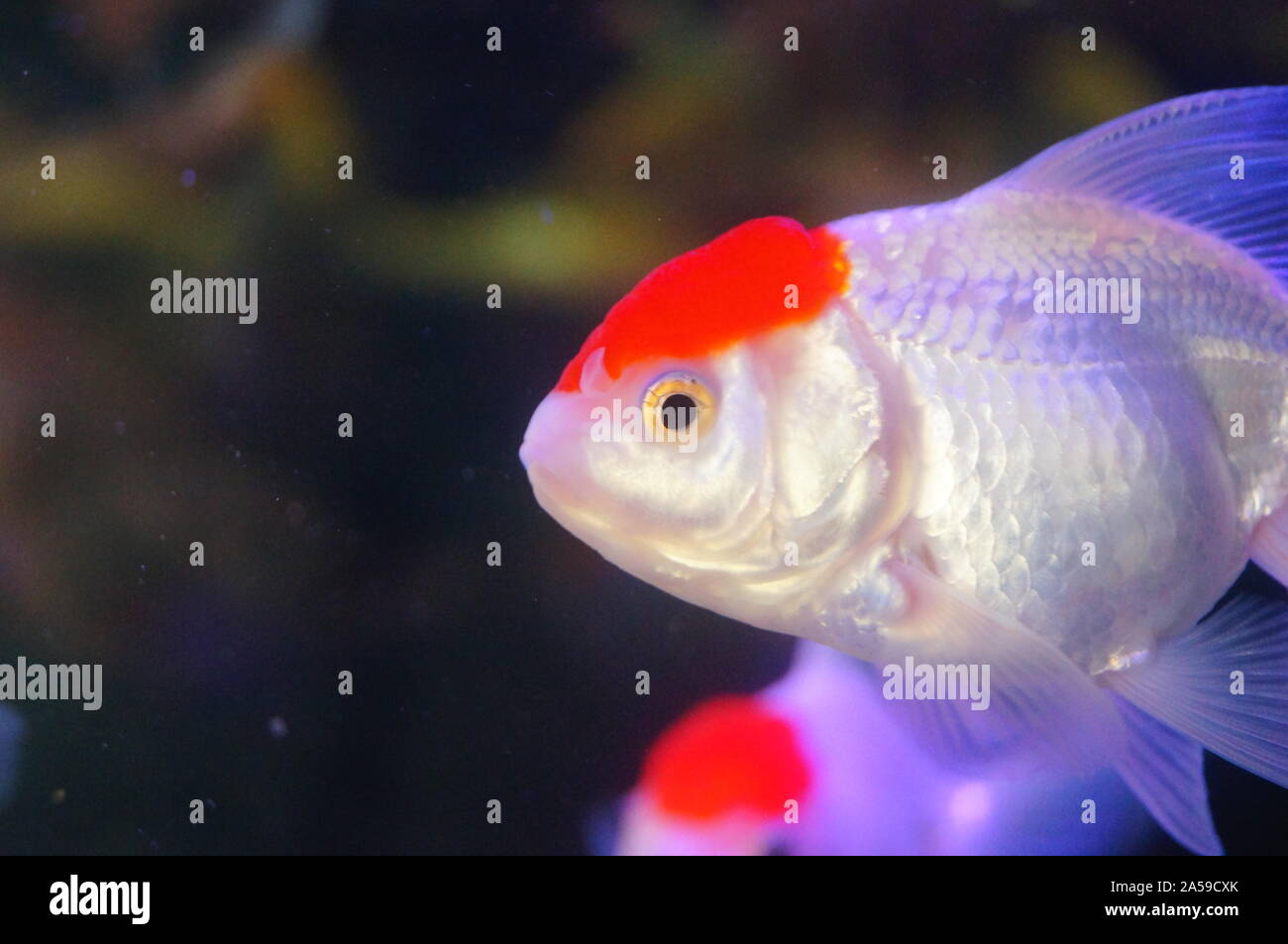 Red Lion Head Goldfish at the Aquarium Stock Photo - Alamy