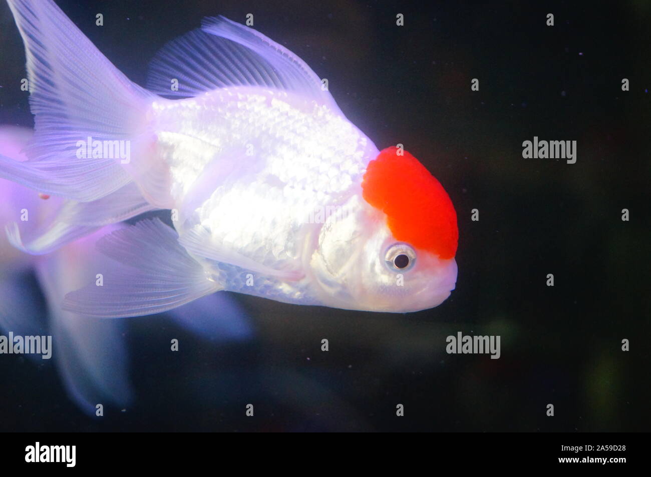 Red Lion Head Goldfish at the Aquarium Stock Photo - Alamy