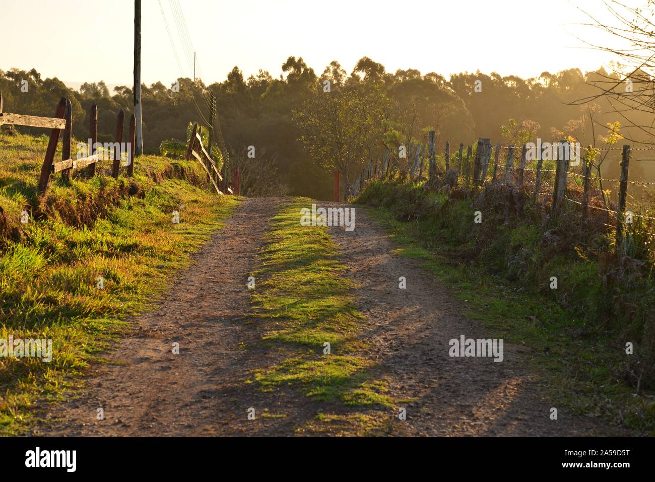 Narrow country road surrounded by a green forest during sunset Stock ...