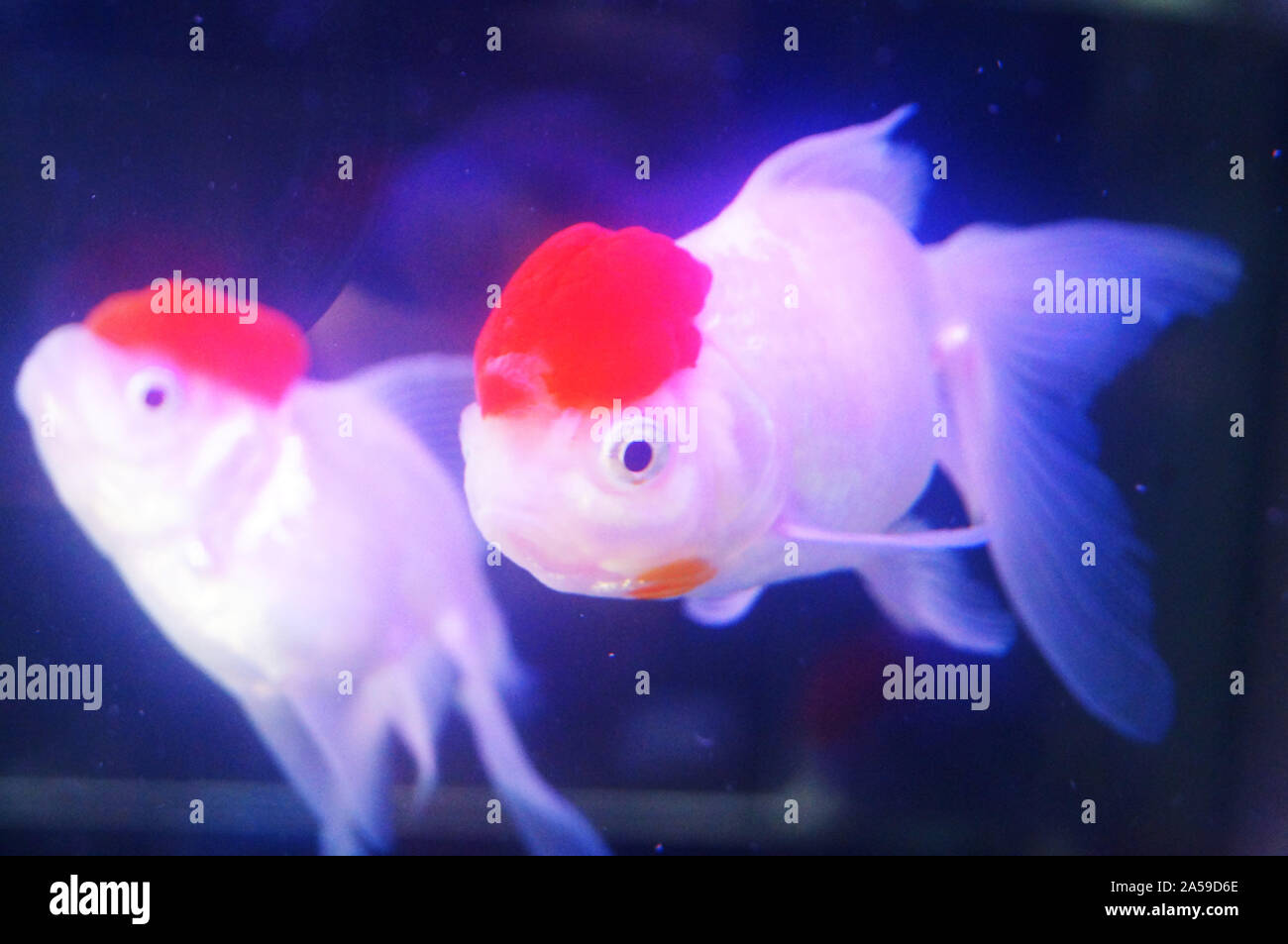 Red Lion Head Goldfish at the Aquarium Stock Photo - Alamy