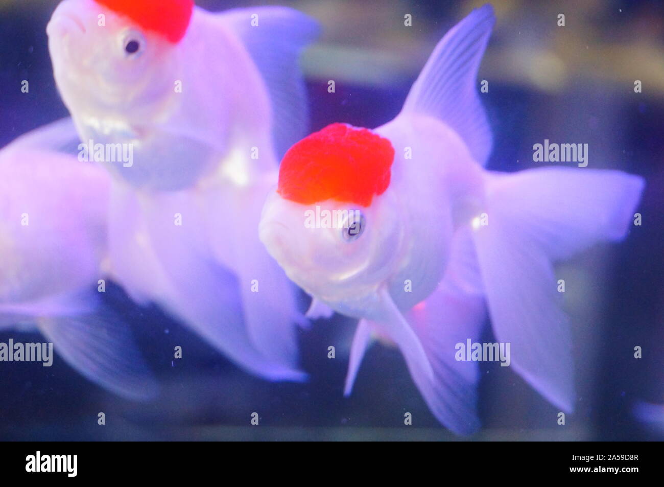 Red Lion Head Goldfish at the Aquarium Stock Photo - Alamy