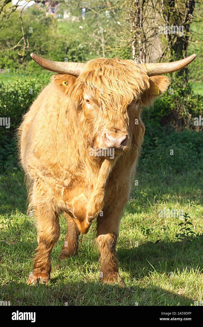 Highland cattle bull standing in hi-res stock photography and images ...