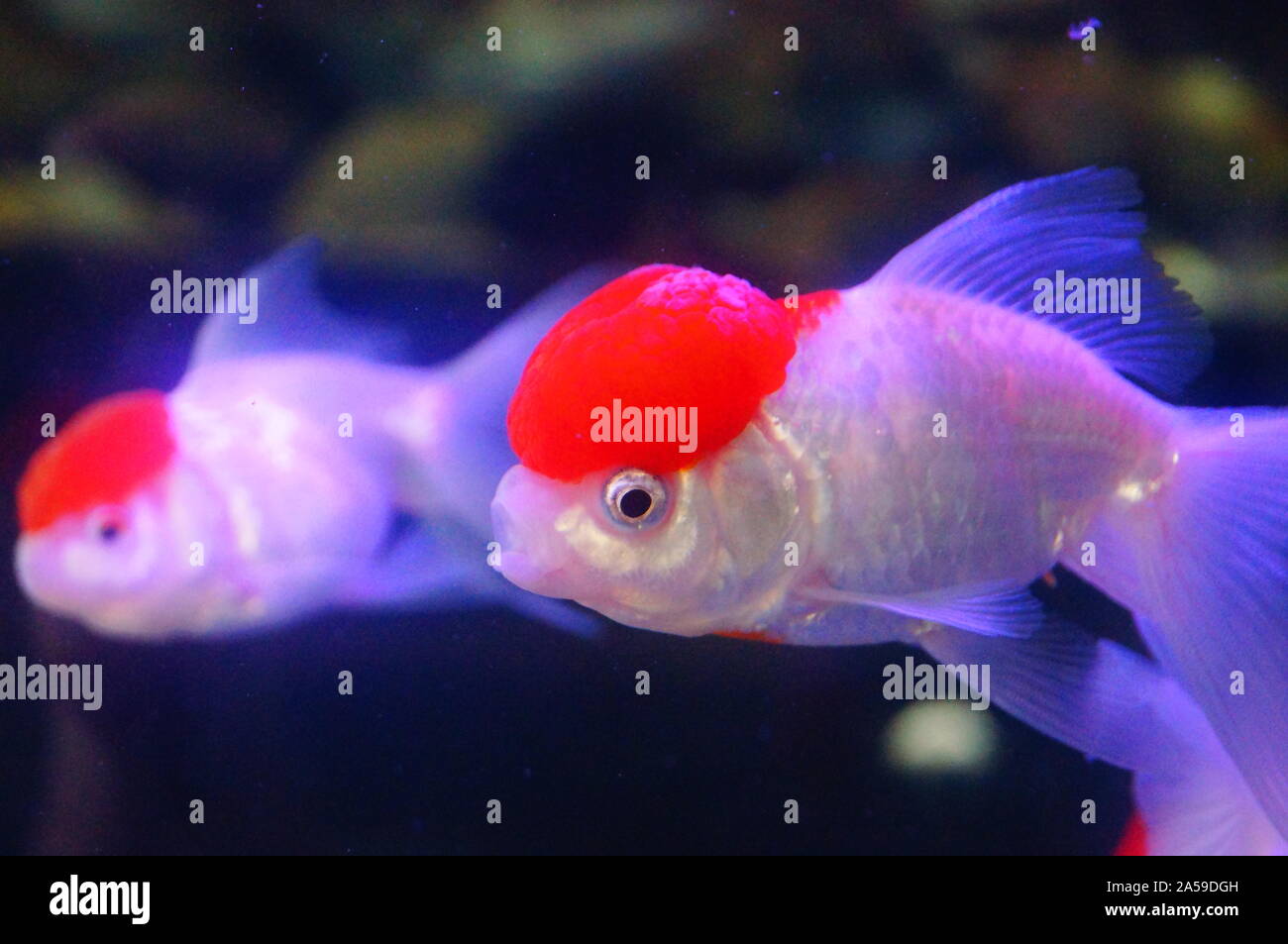 Red Lion Head Goldfish at the Aquarium Stock Photo - Alamy