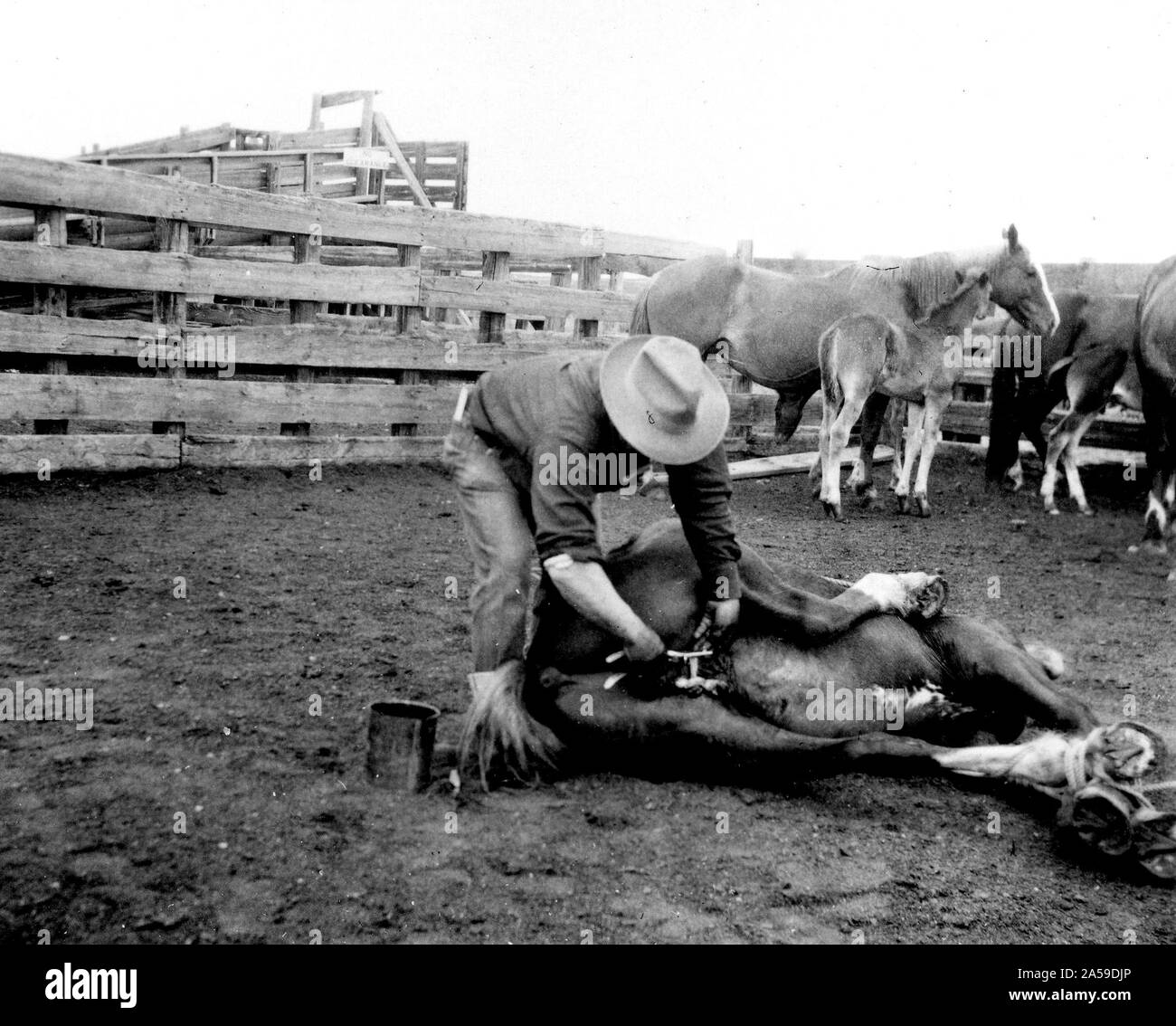 Ranch work 1940s hi-res stock photography and images - Alamy