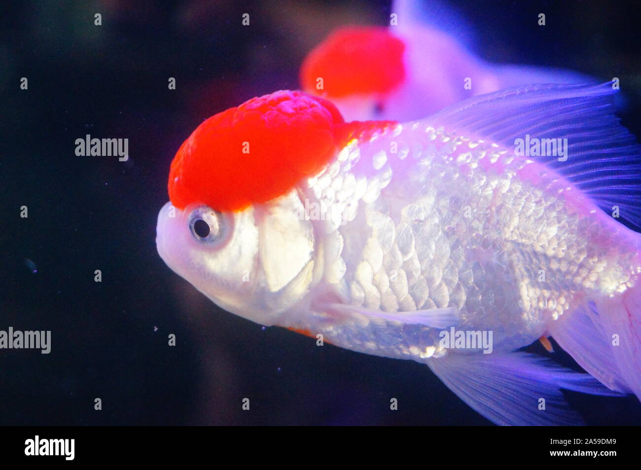 Red Lion Head Goldfish at the Aquarium Stock Photo - Alamy