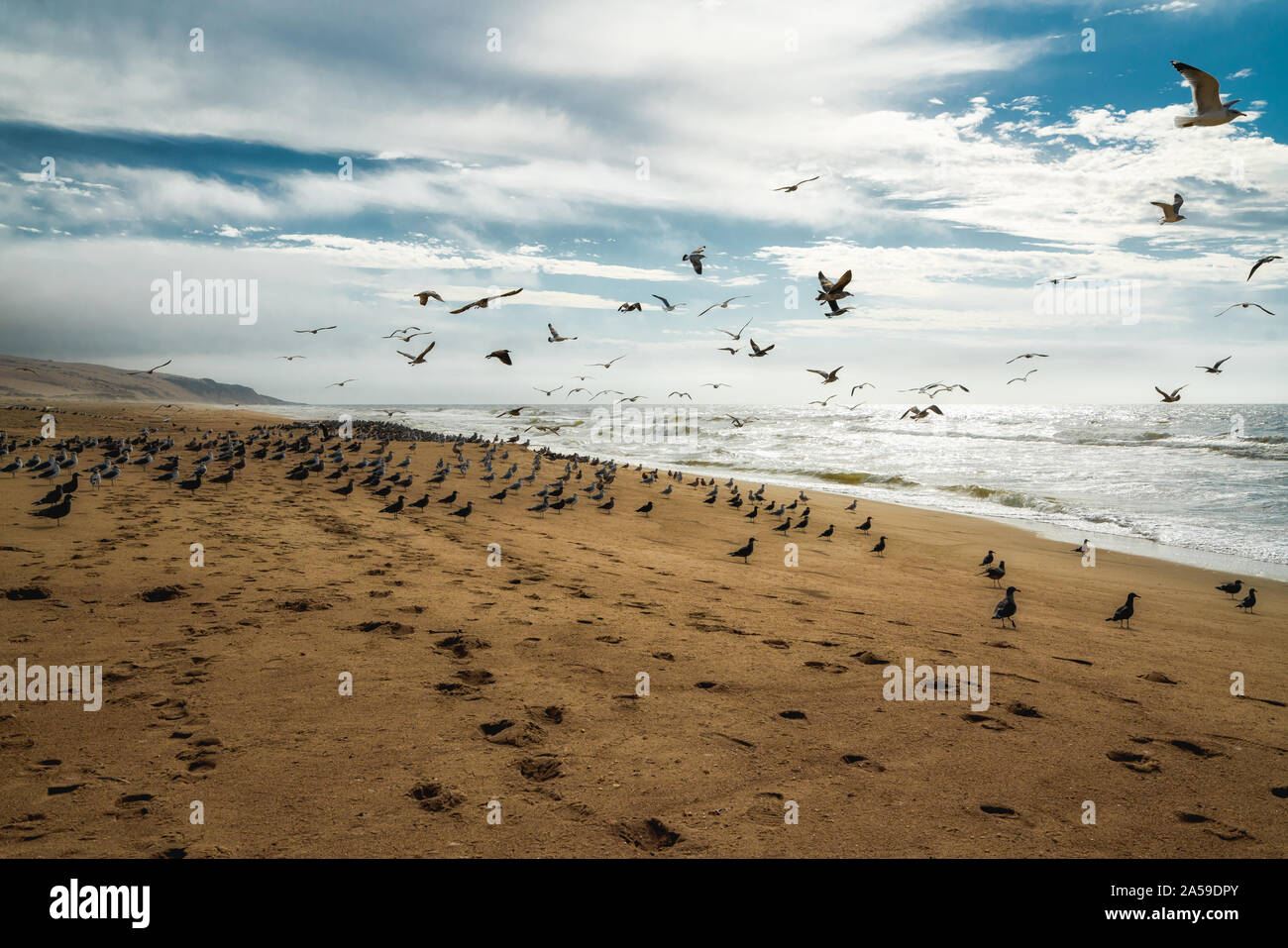 Seagull colony on the beach, flock of seagulls in flight Stock Photo ...