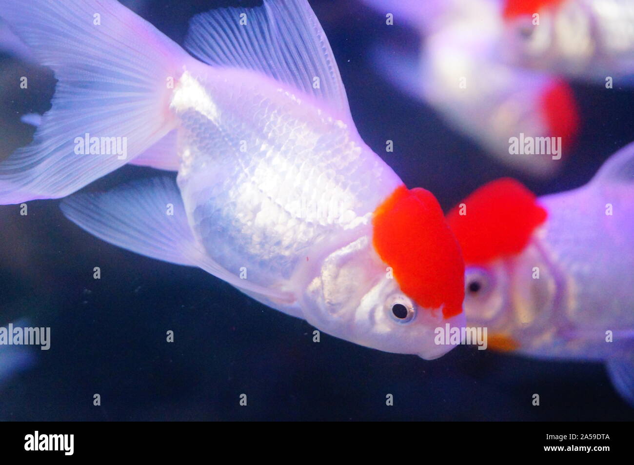 Red Lion Head Goldfish at the Aquarium Stock Photo - Alamy