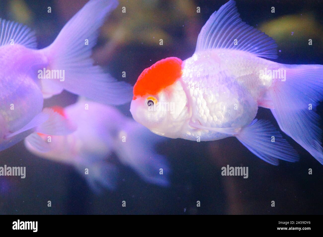 Red Lion Head Goldfish at the Aquarium Stock Photo - Alamy