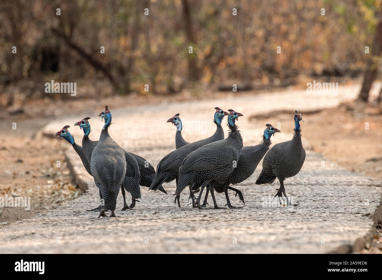 Botswana guinea hi-res stock photography and images - Alamy