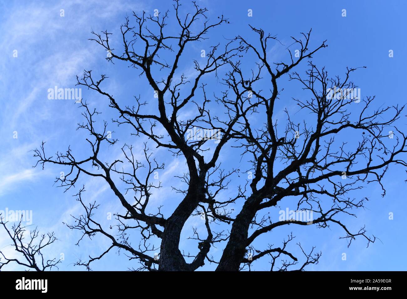 Big bear tree with branches directed to the clear blue sky Stock Photo ...