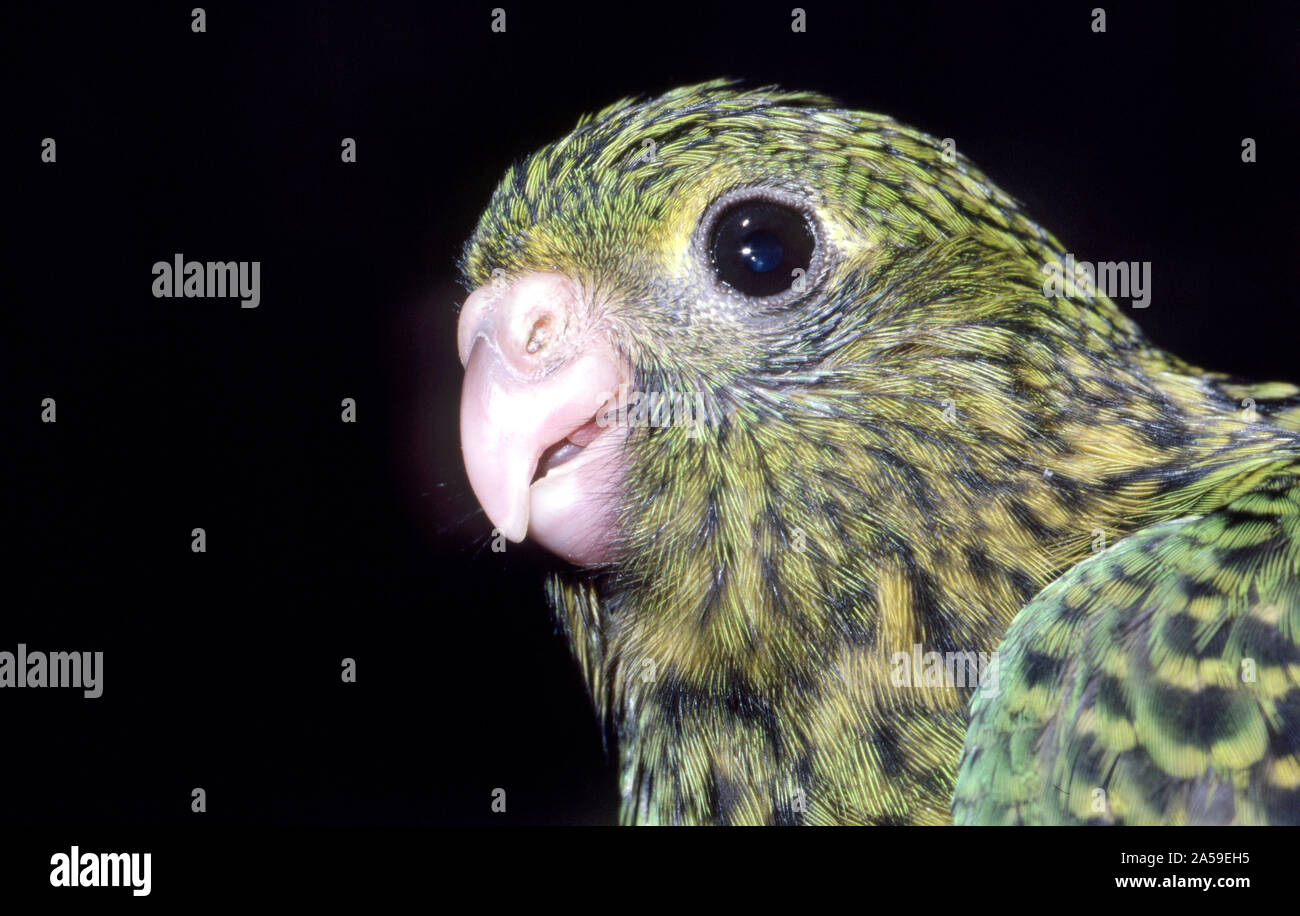 Eastern Ground Parrot Stock Photo - Alamy