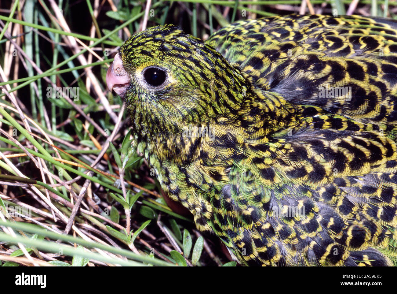 Eastern Ground Parrot Stock Photo - Alamy