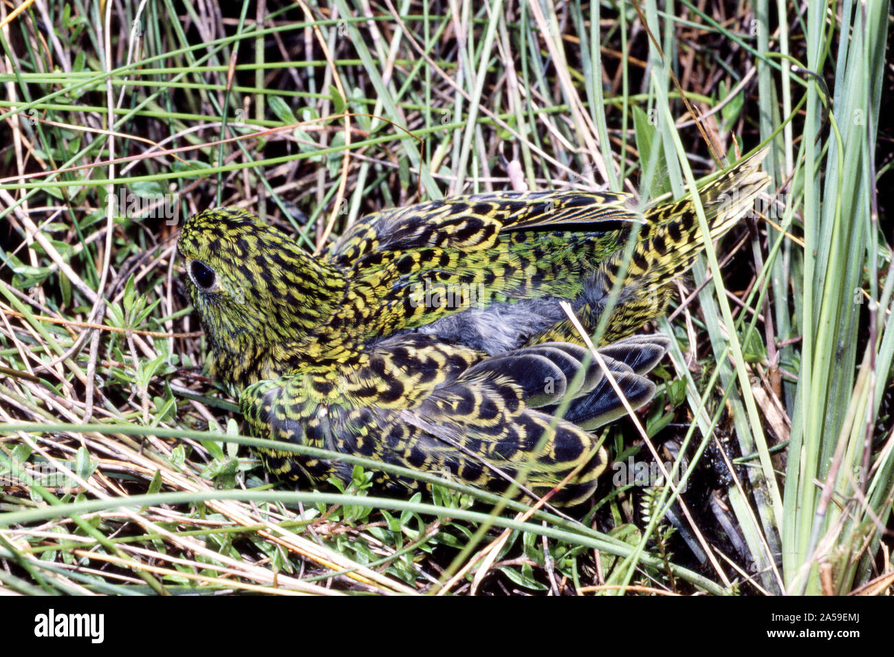 Eastern Ground Parrot Stock Photo - Alamy