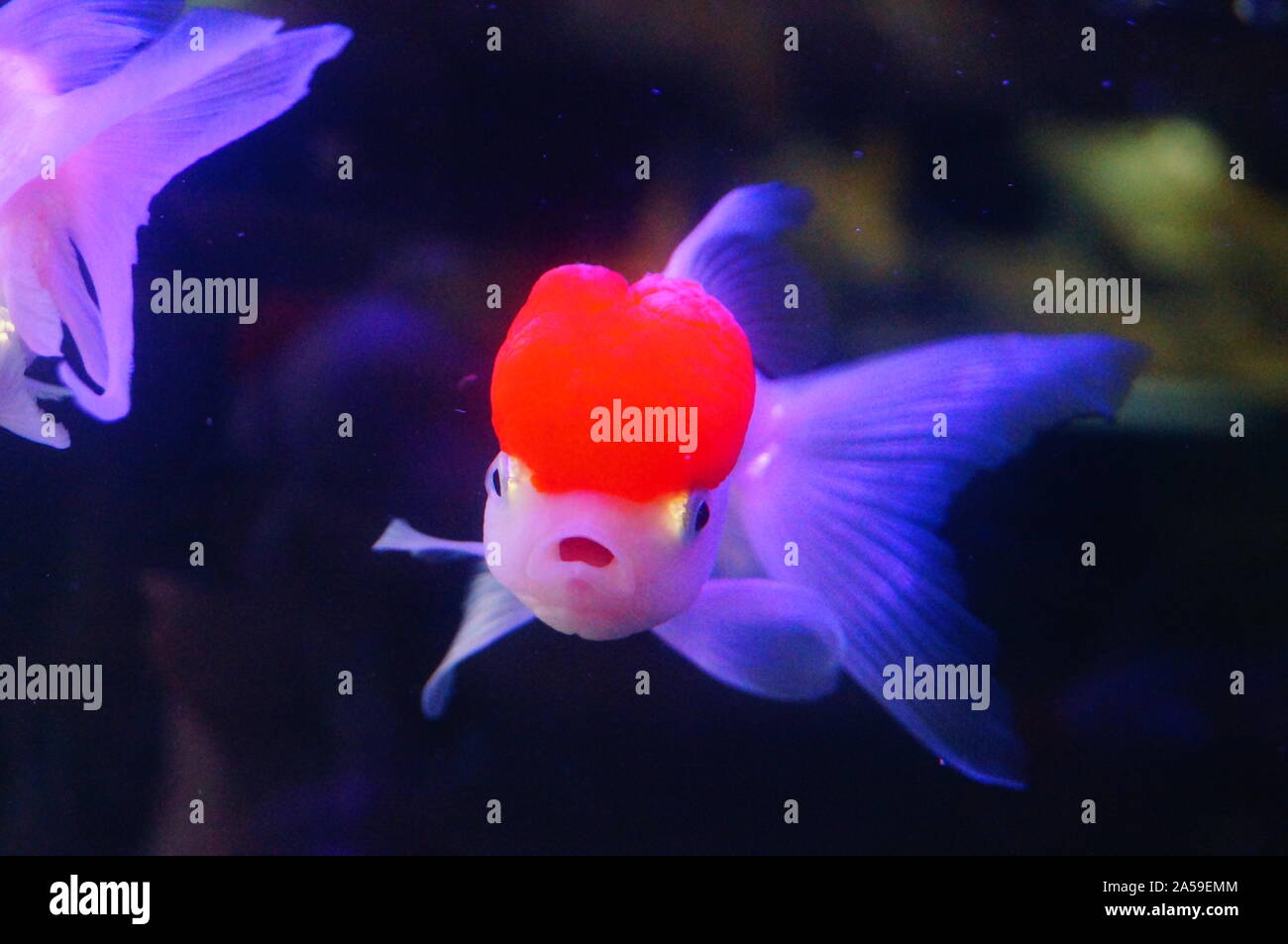 Red Lion Head Goldfish at the Aquarium Stock Photo - Alamy