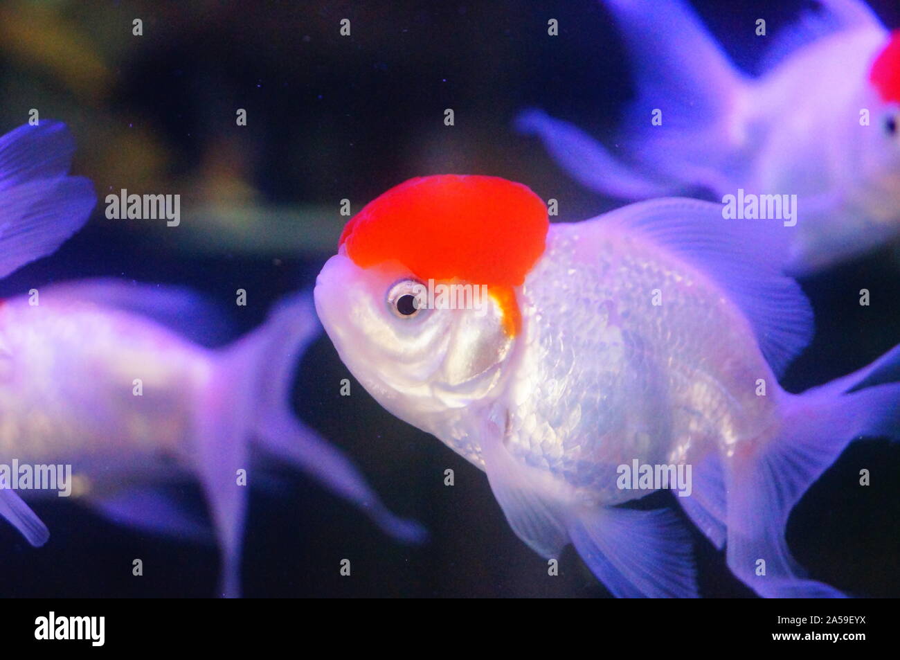 Red Lion Head Goldfish at the Aquarium Stock Photo - Alamy