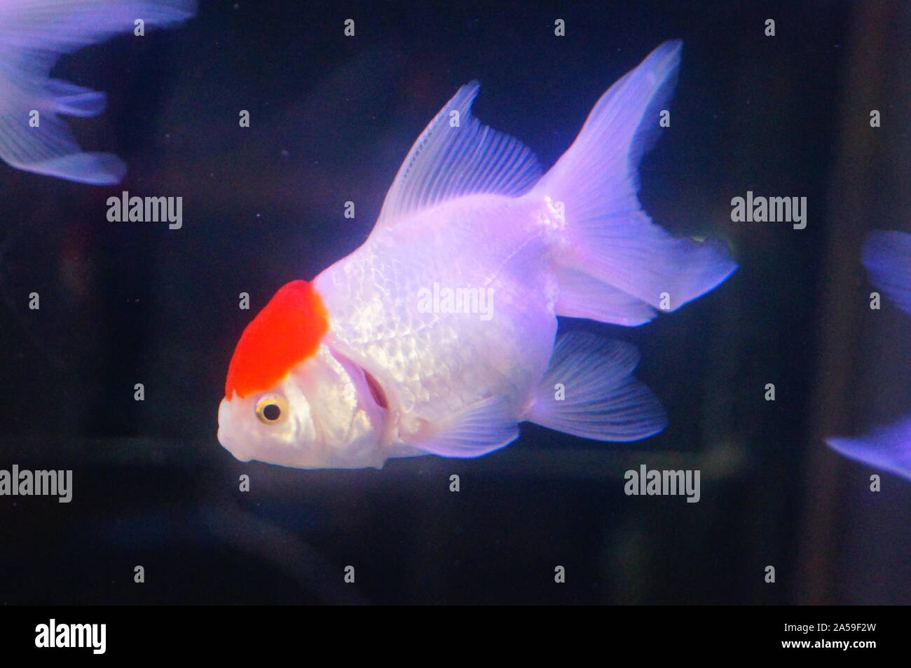 Red Lion Head Goldfish at the Aquarium Stock Photo - Alamy