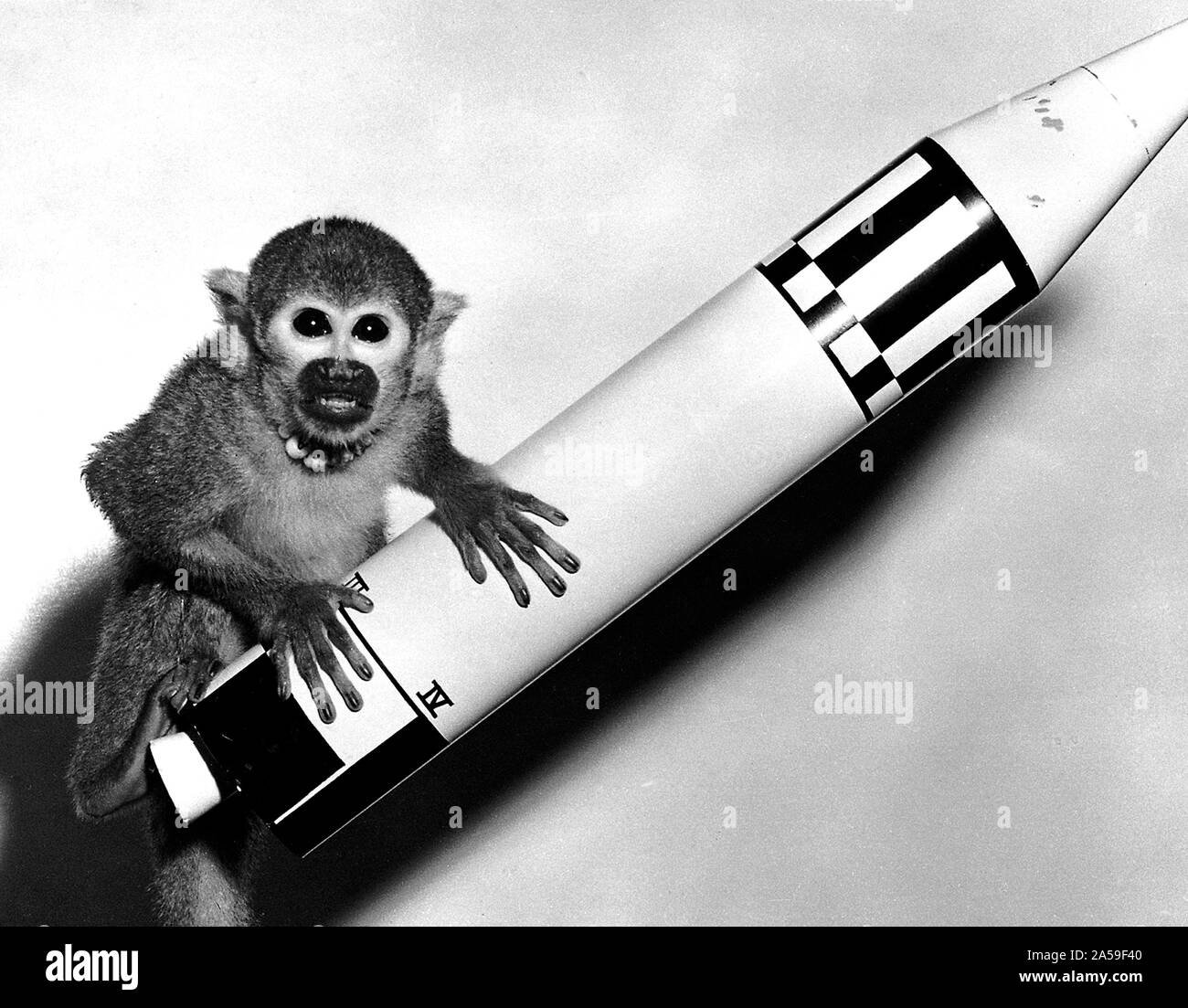 Monkey Baker, payload of Jupiter (AM-18), poses on a model of the ...