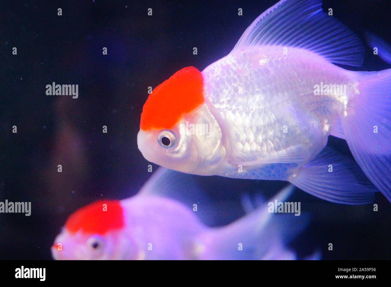 Red Lion Head Goldfish at the Aquarium Stock Photo - Alamy