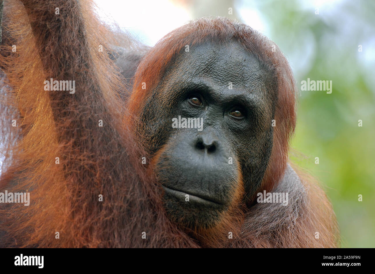Orangutan (RH), Pongo pygmaeus, Tanjung Puting National Park ...