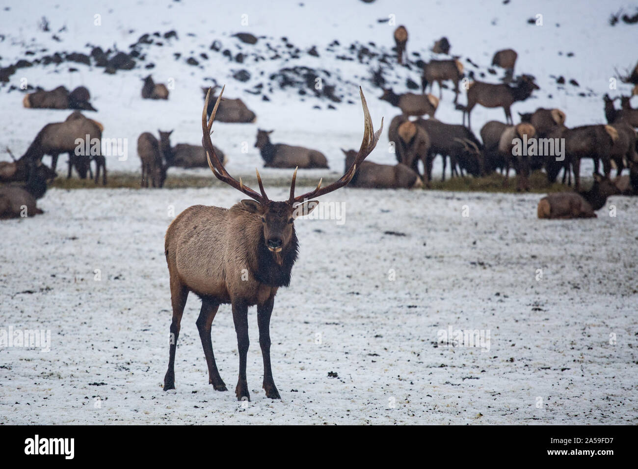wild elk gathered at Yakima Valley feeding station in winter Stock ...