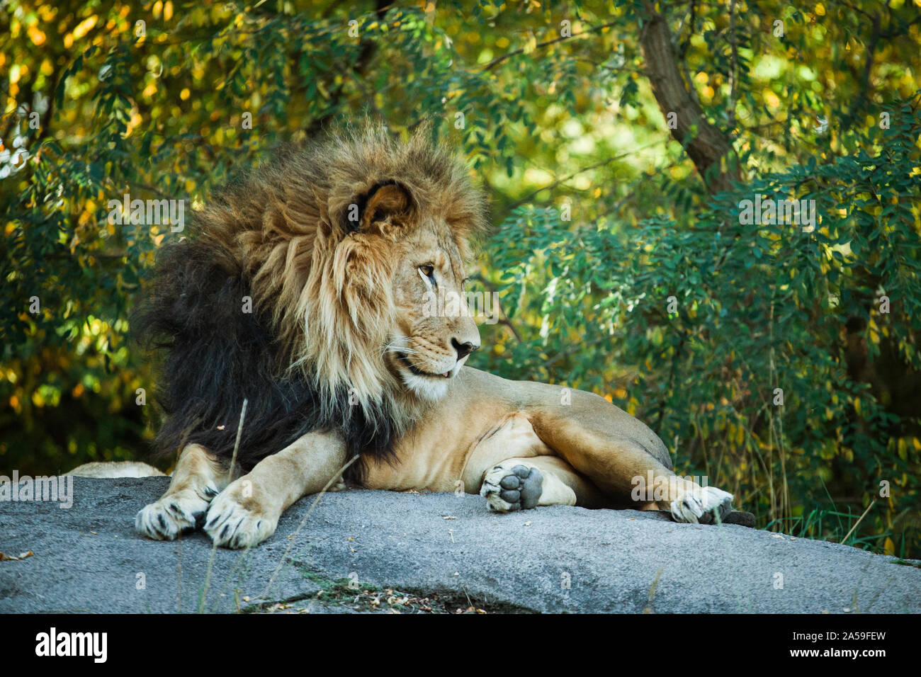 Lion laying down on large hi-res stock photography and images - Alamy