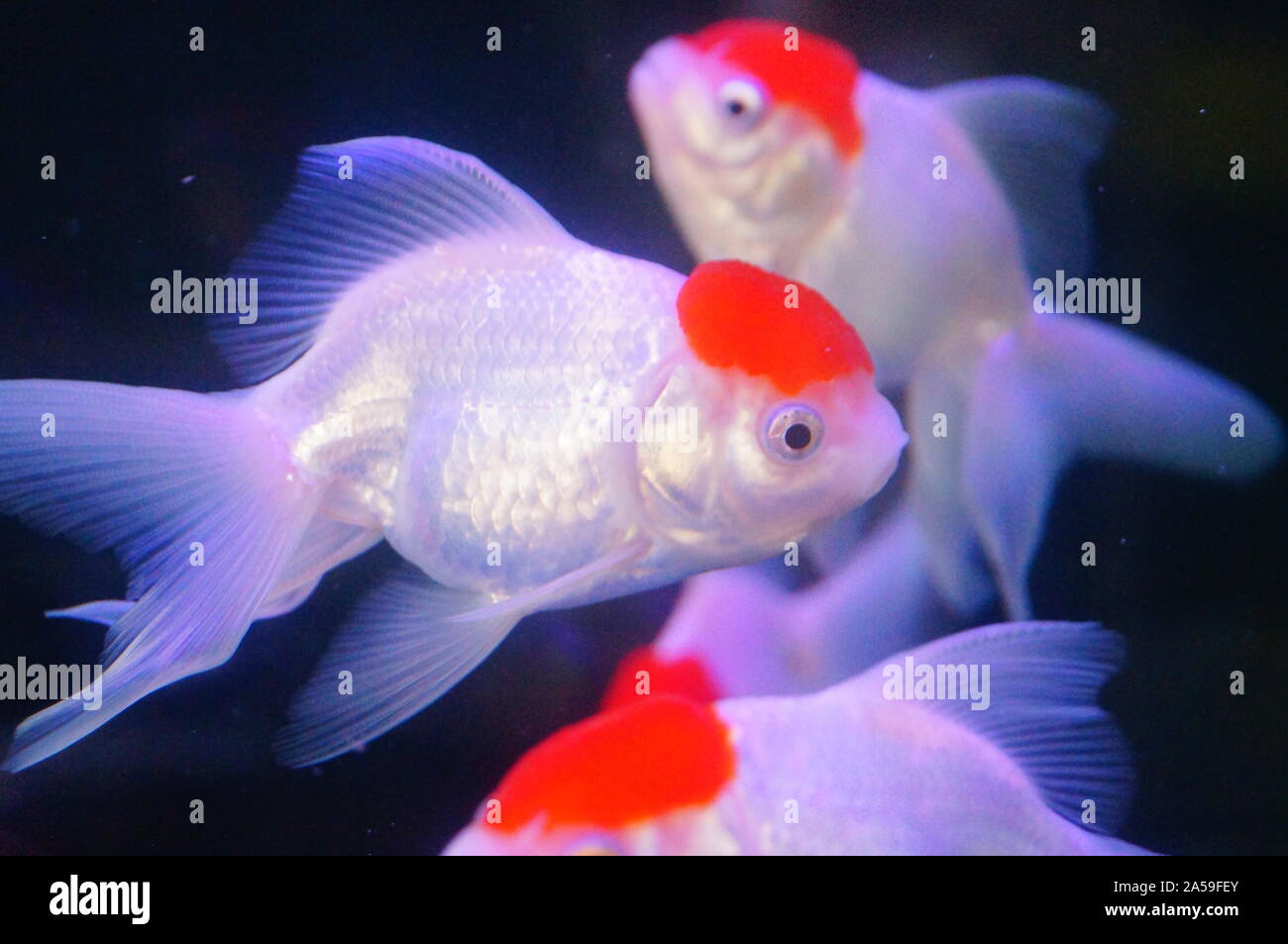 Red Lion Head Goldfish at the Aquarium Stock Photo - Alamy