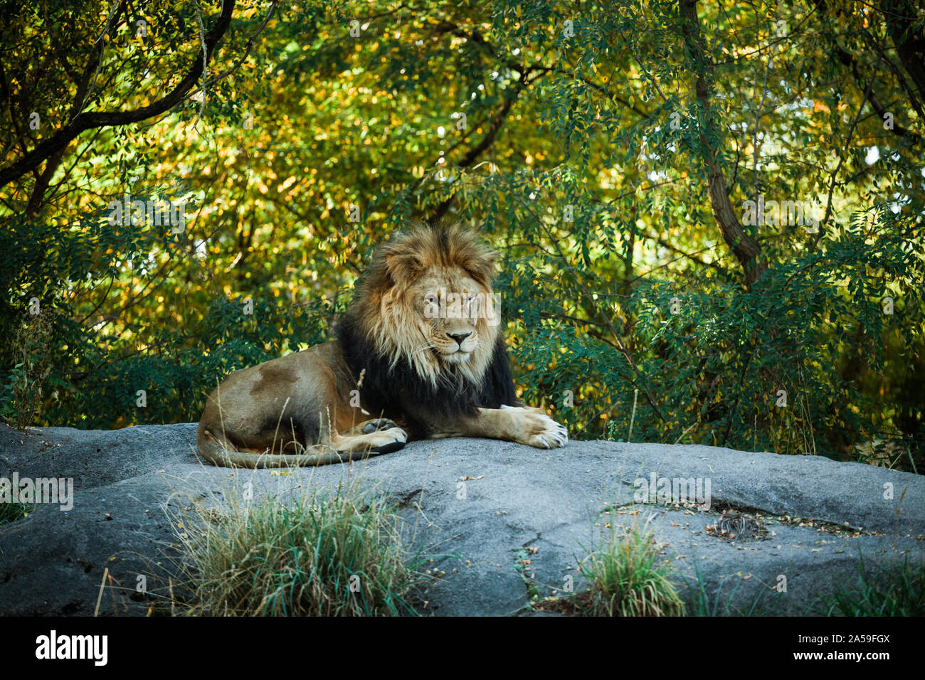 Lion laying on rock hi-res stock photography and images - Alamy