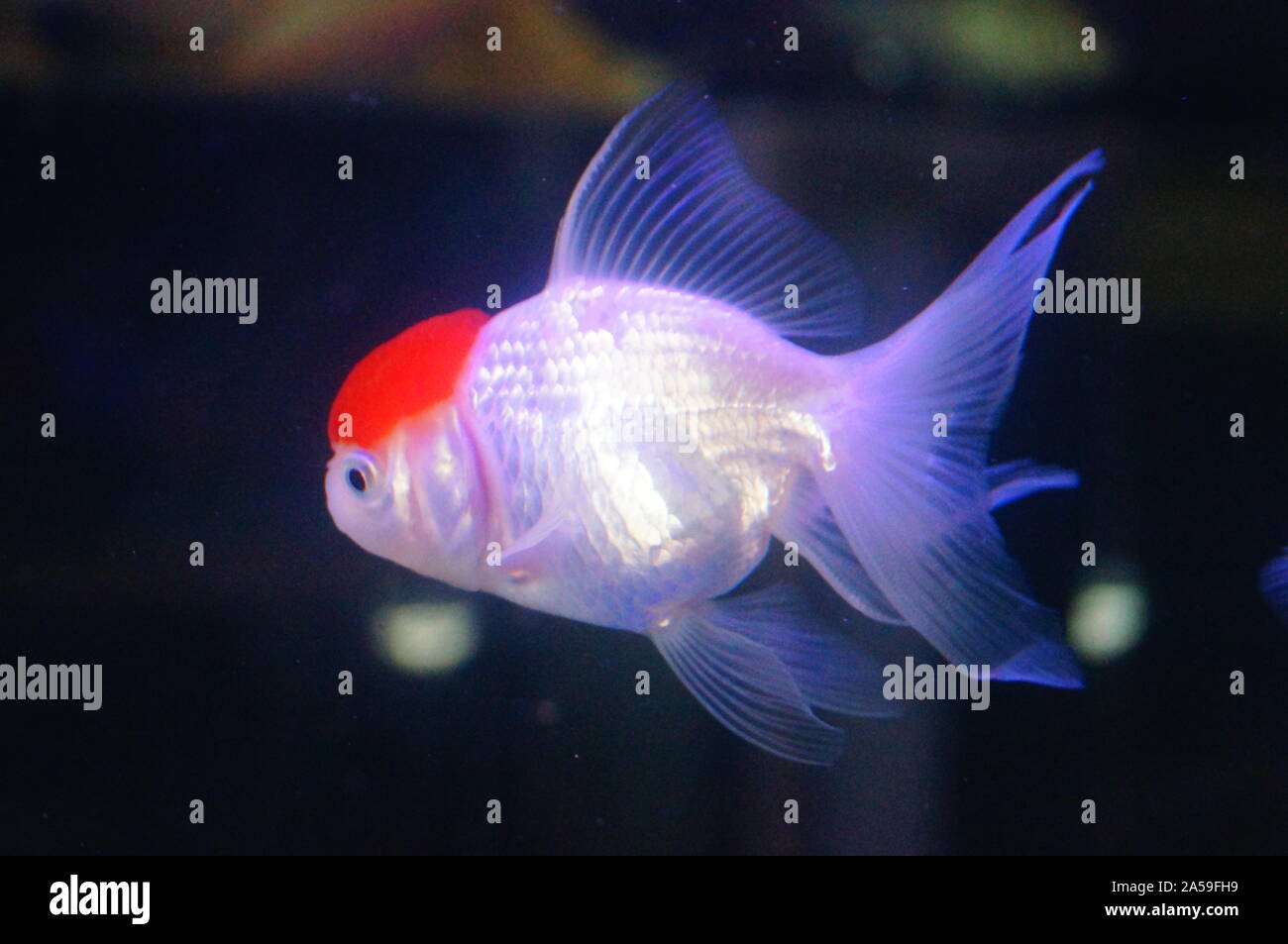 Red Lion Head Goldfish at the Aquarium Stock Photo - Alamy
