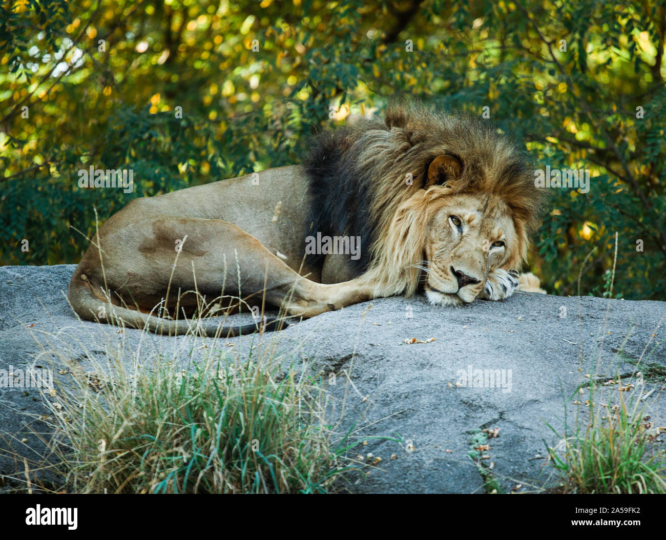 Male lion laying hi-res stock photography and images - Alamy