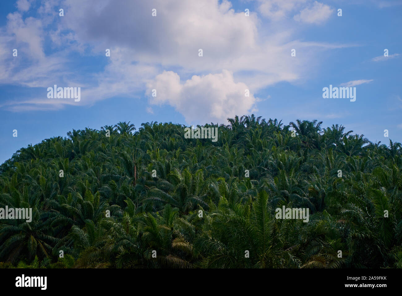 A hill is completely planted with oil palm trees, a crop for palm oil ...