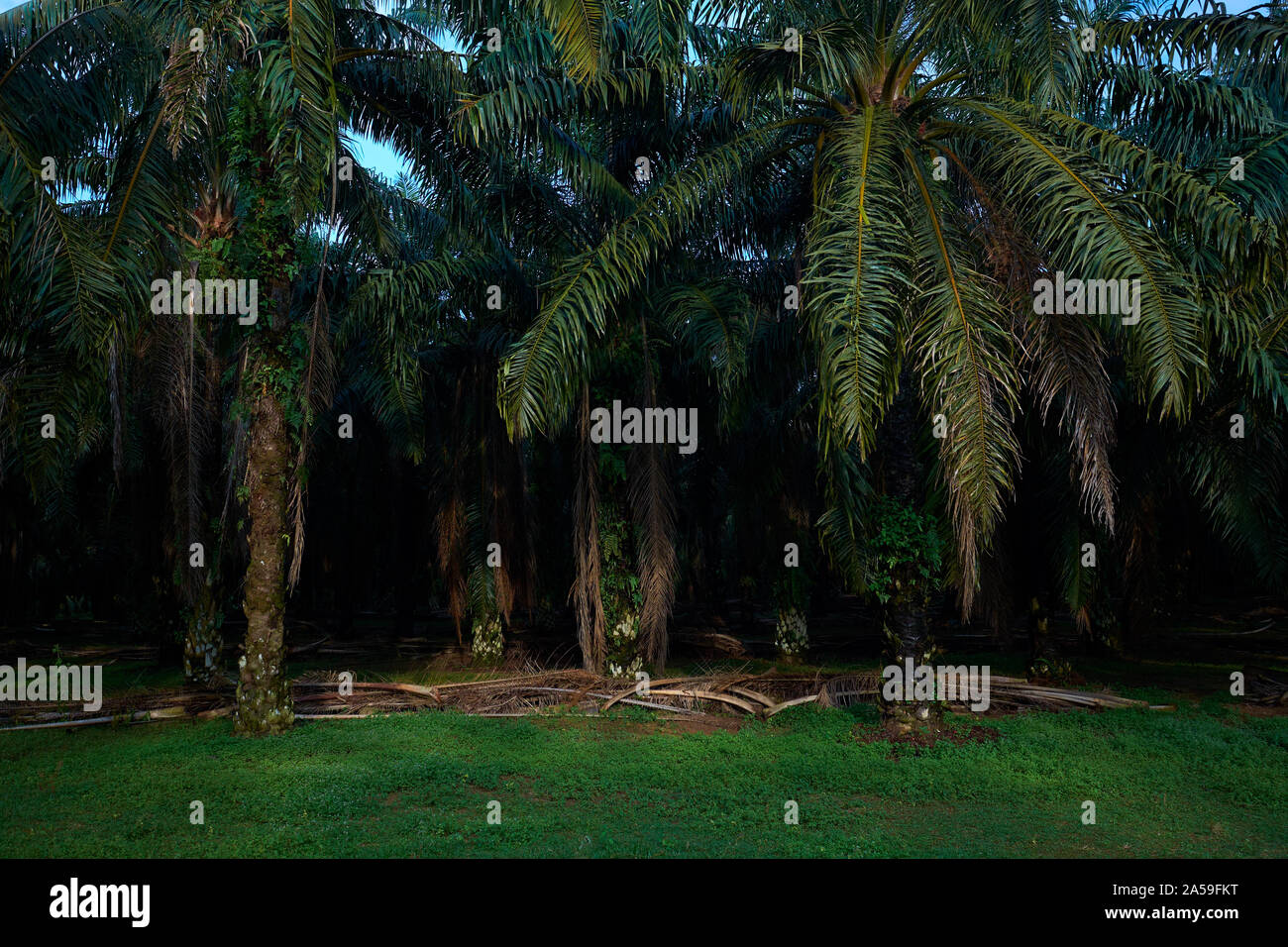Looking into a standard grove of oil palm trees. The trees produce ...