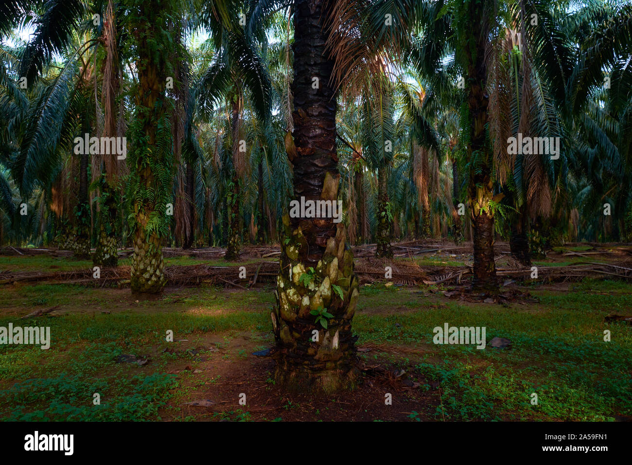Looking into a standard grove of oil palm trees. The trees produce ...