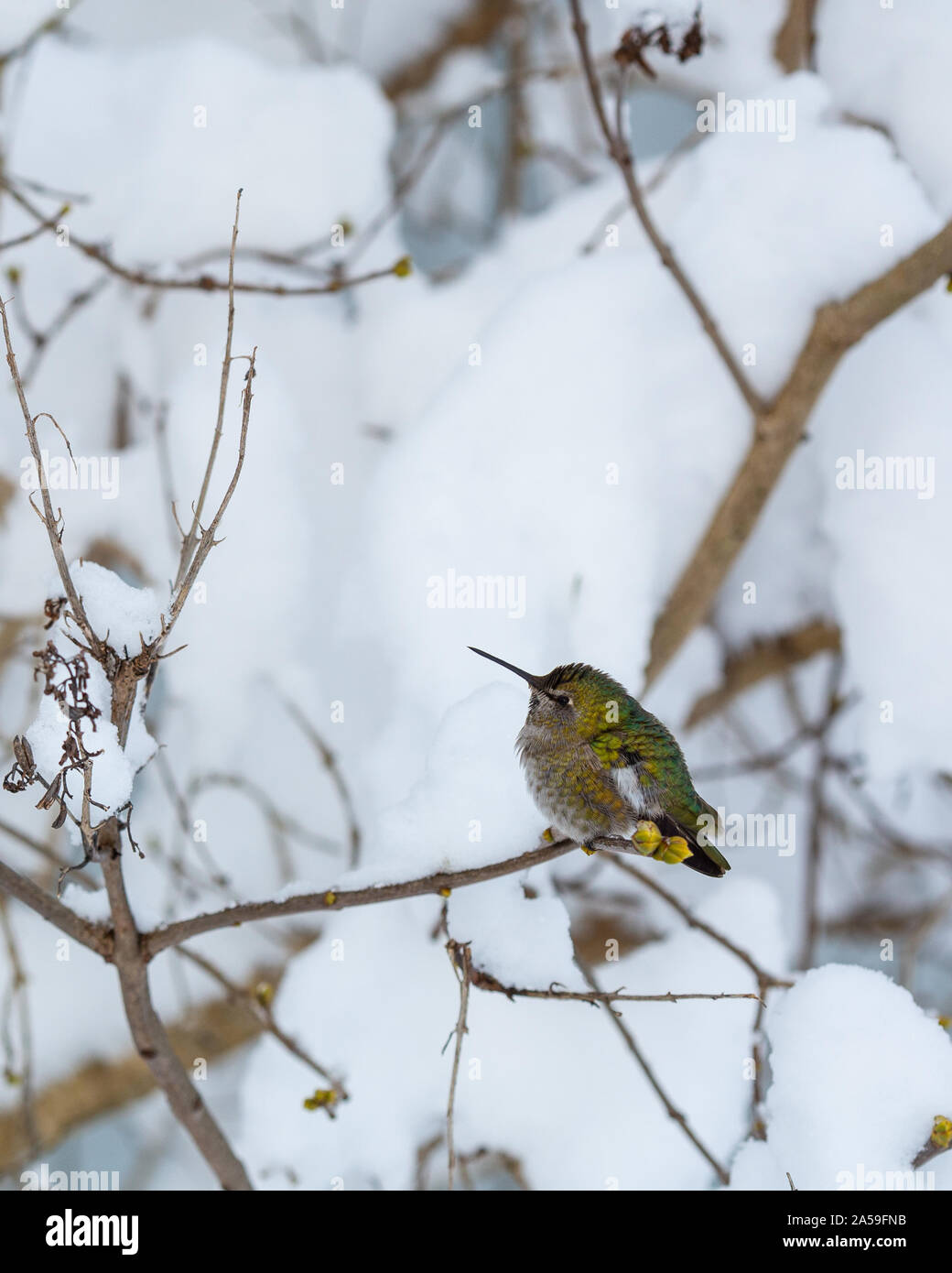 Cold hummingbird hi-res stock photography and images - Alamy