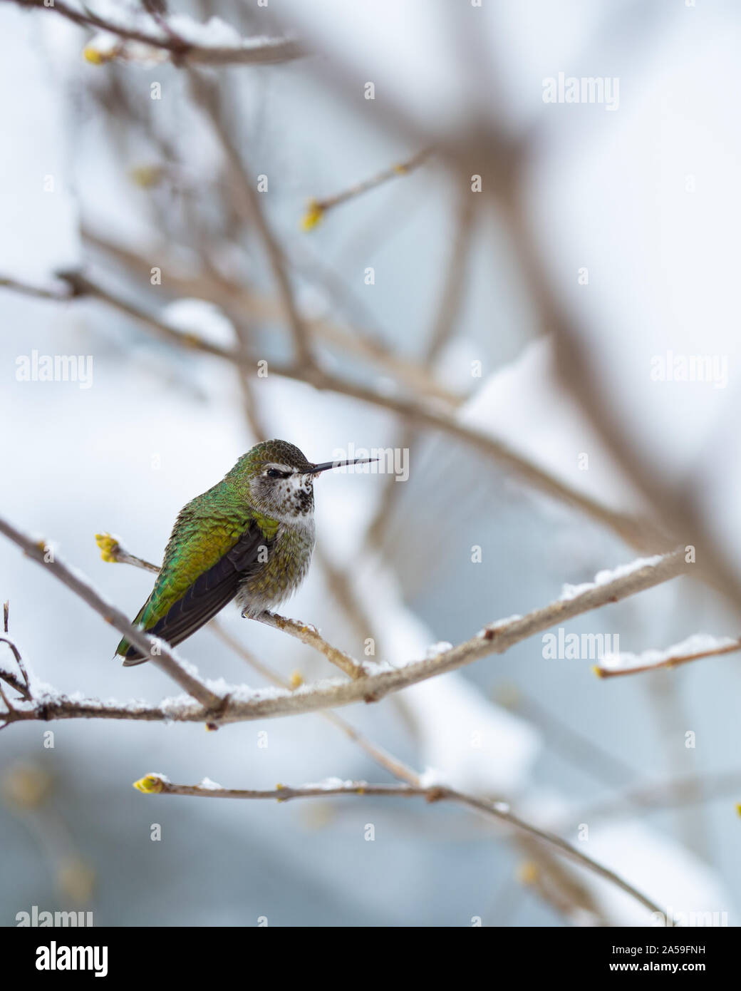 Hummingbird in snow hi-res stock photography and images - Alamy