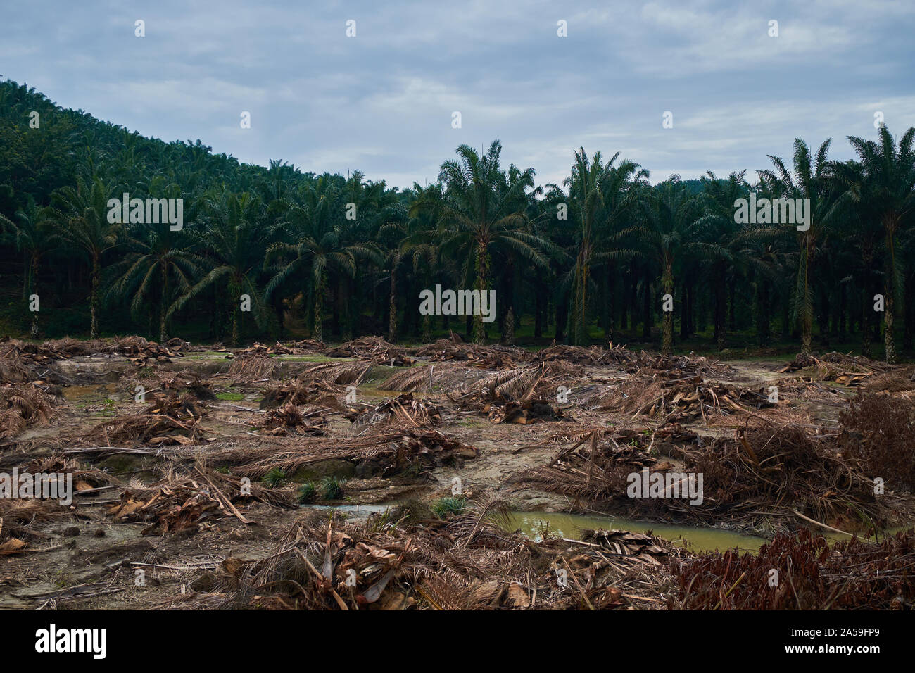 Clear cutting a section of forest for the renewal planting of oil palm ...