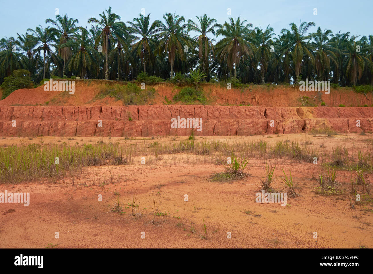 A cross section of earth and erosion under a grove of oil palm trees ...