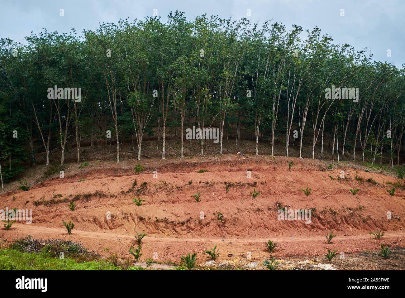 Palm oil plantation cleared cultivation hi-res stock photography and ...