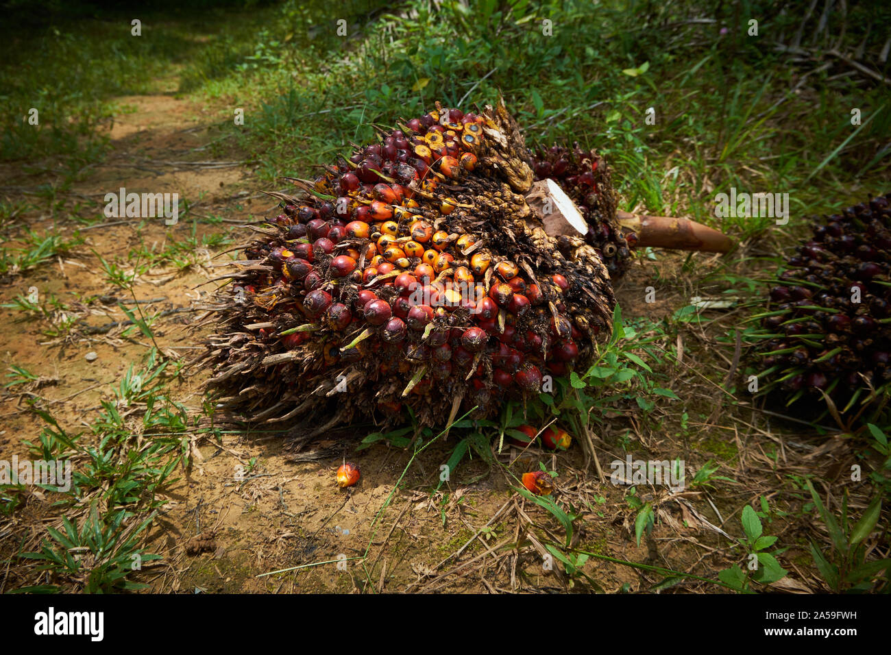 Seed clumps, the harvest target from oil palm trees. The trees produce ...