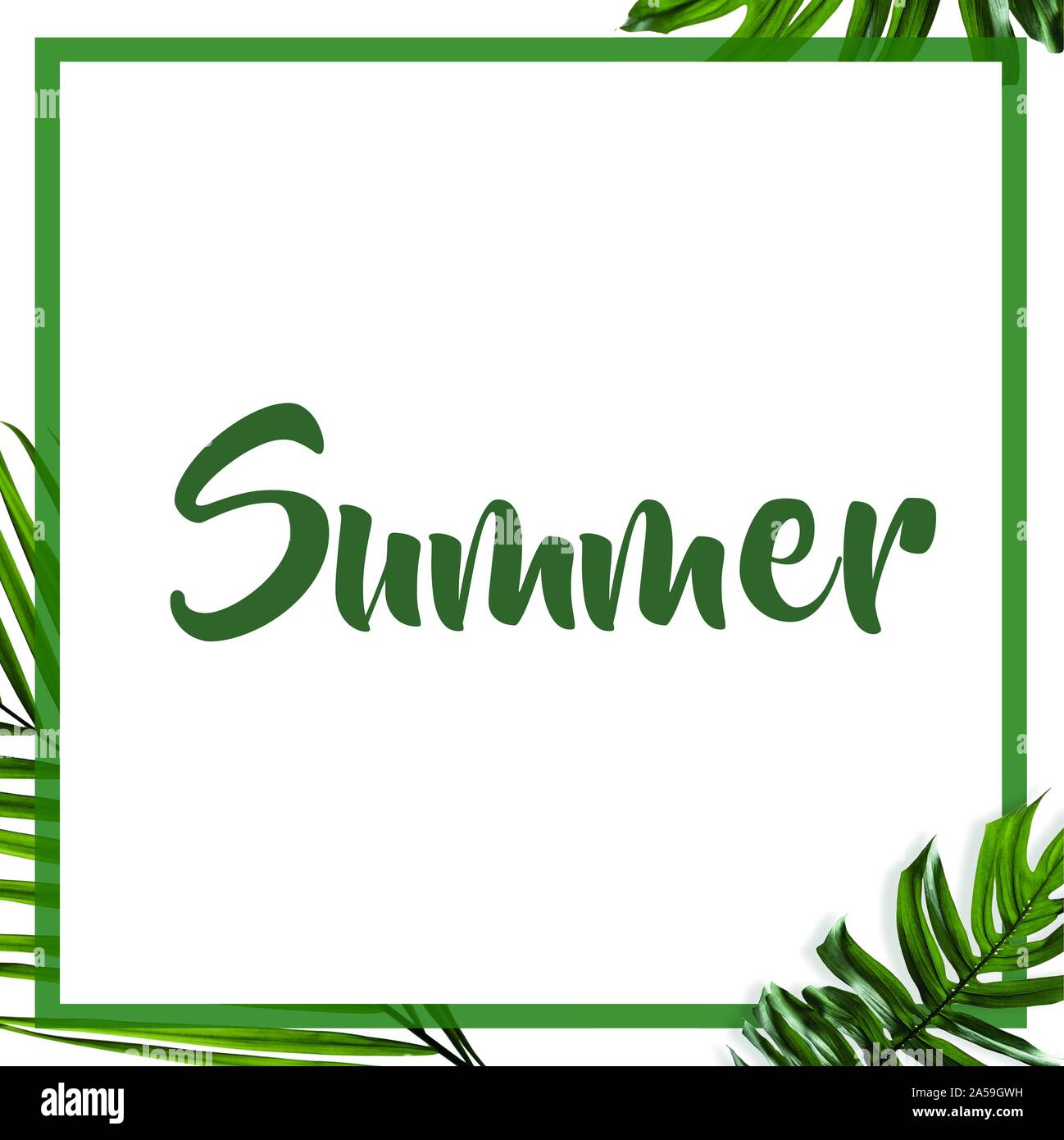 The Summer palm leaves banner white background template with green ...