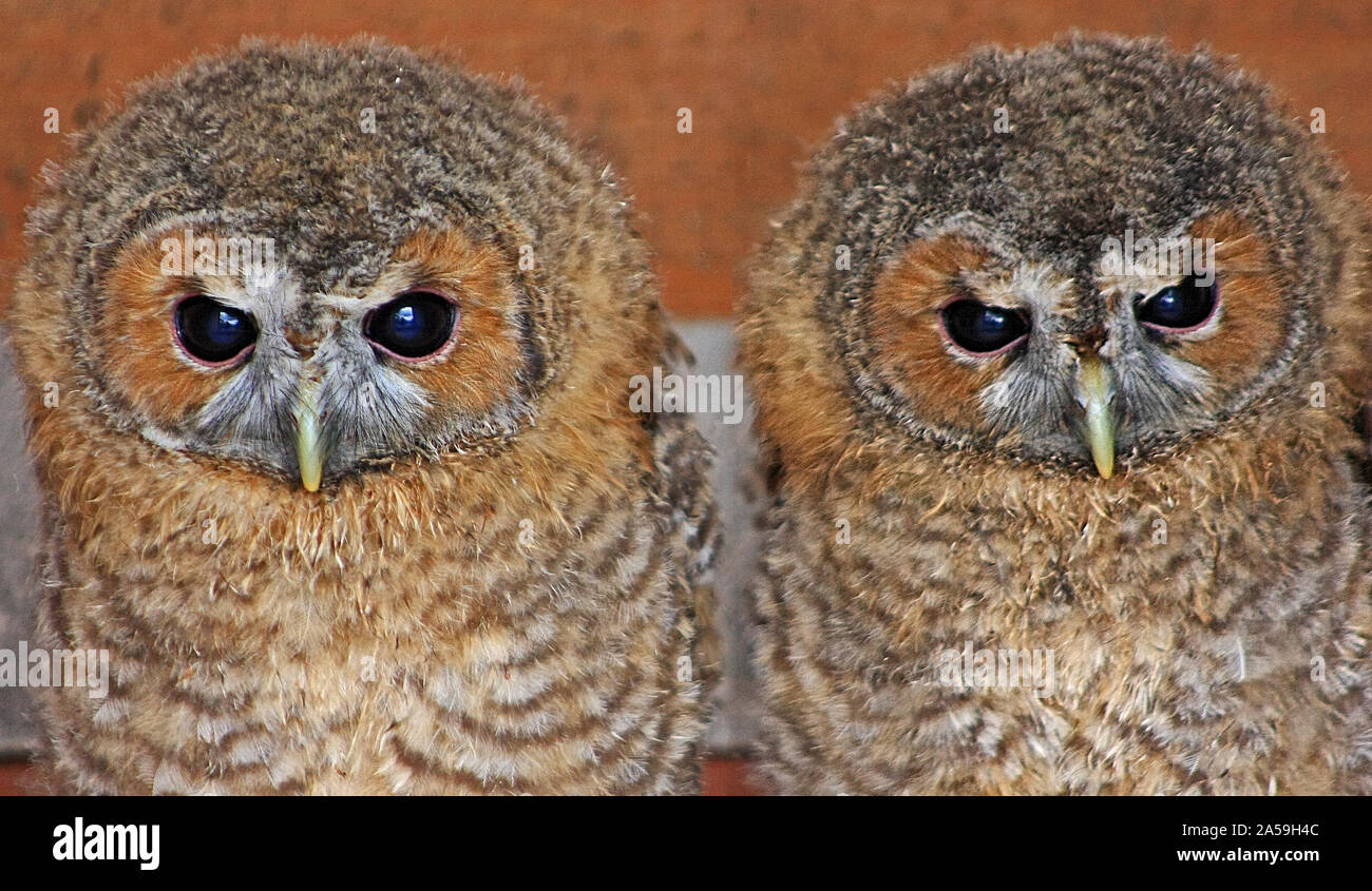 Barn owls, cute nestlings Stock Photo - Alamy