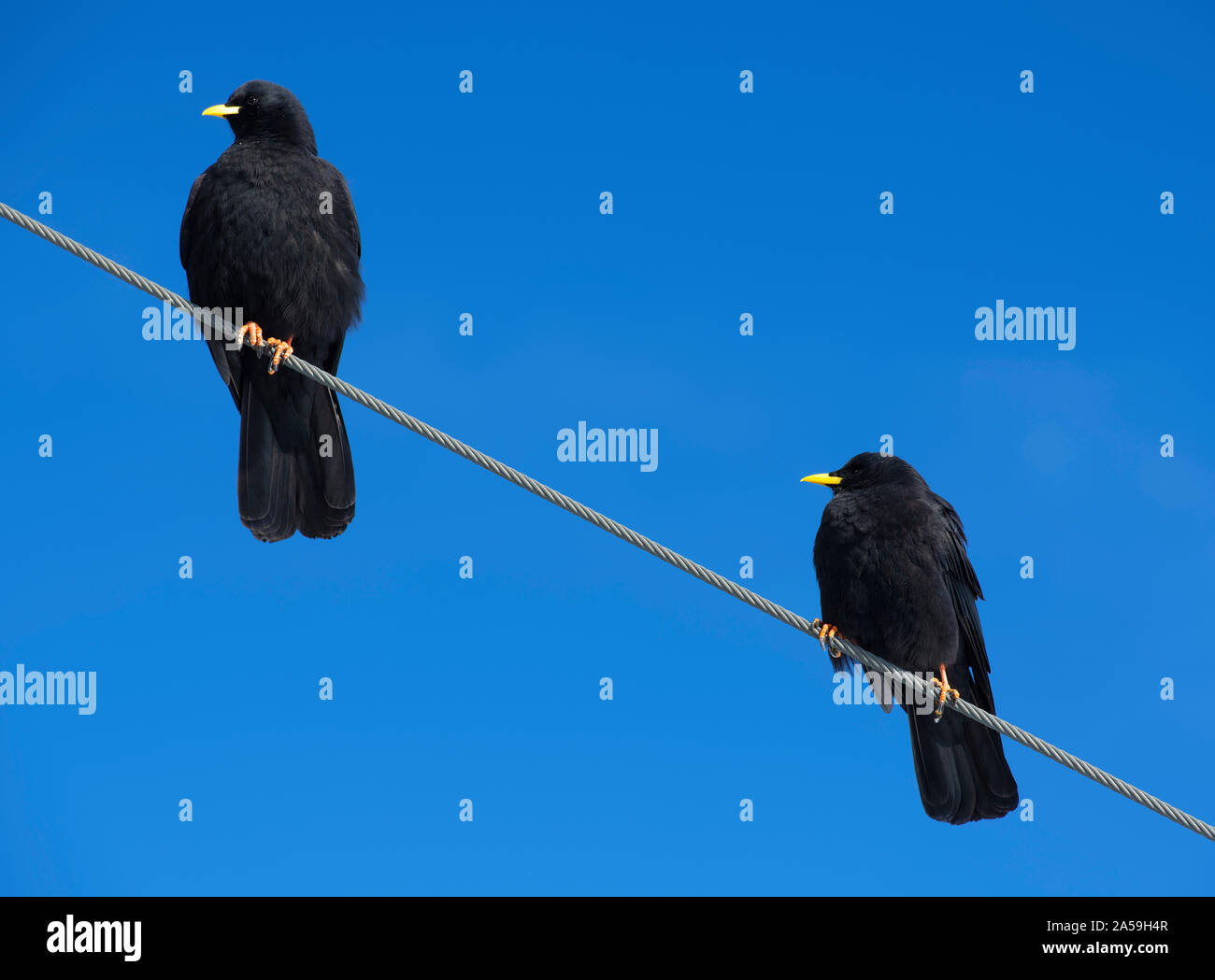 Two Crows High Resolution Stock Photography and Images - Alamy