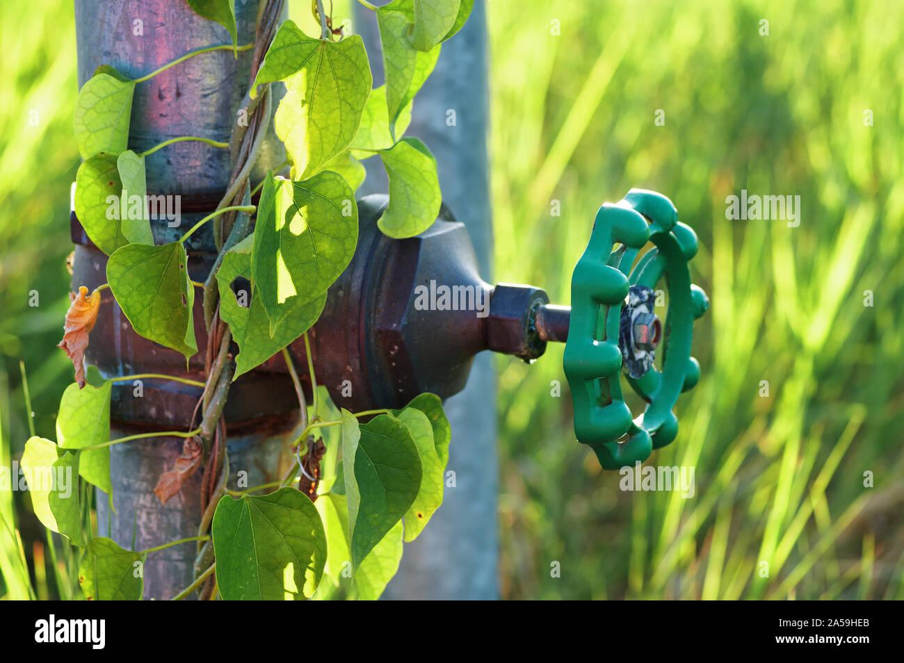 The old green metal valve Stock Photo - Alamy