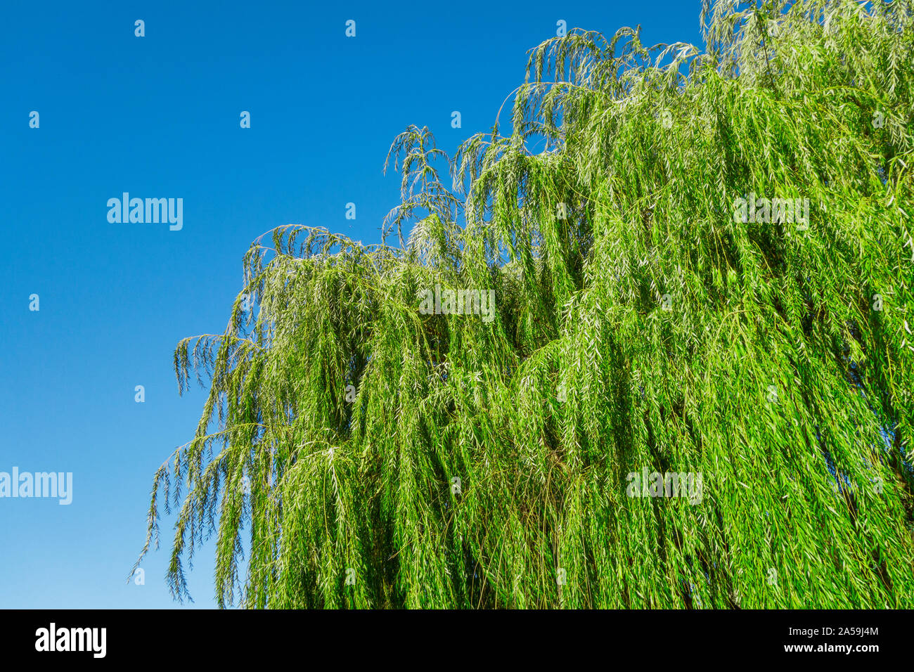 top of a weeping willow tree on a clear blue sky day Stock Photo - Alamy