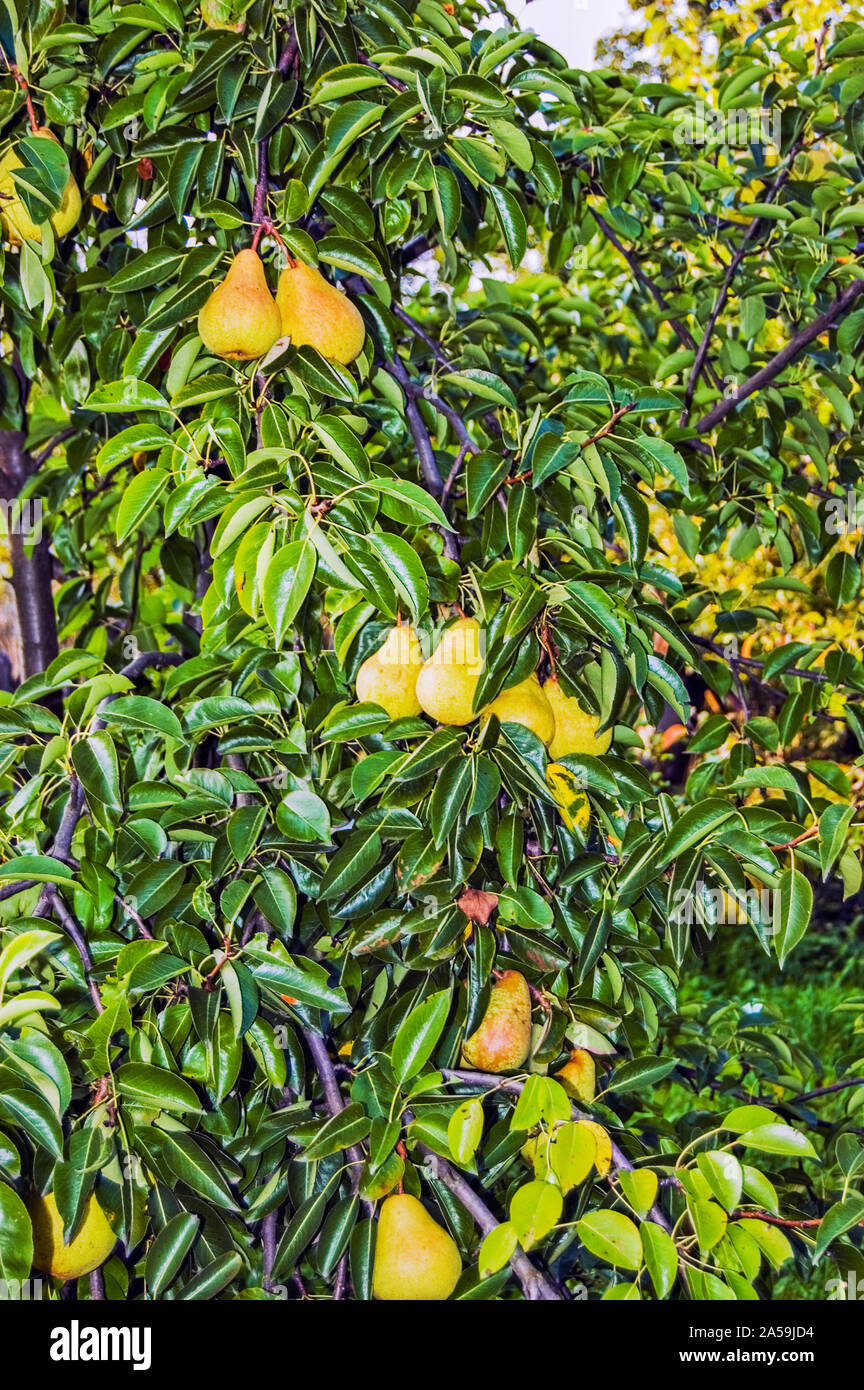 Pear tree in garden Stock Photo - Alamy