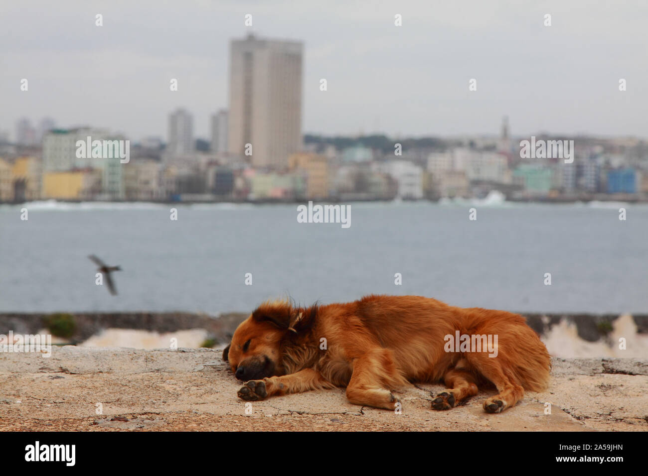 Stray dog sleeping with la Habanas skyline as background, Cuba, 2016 ...