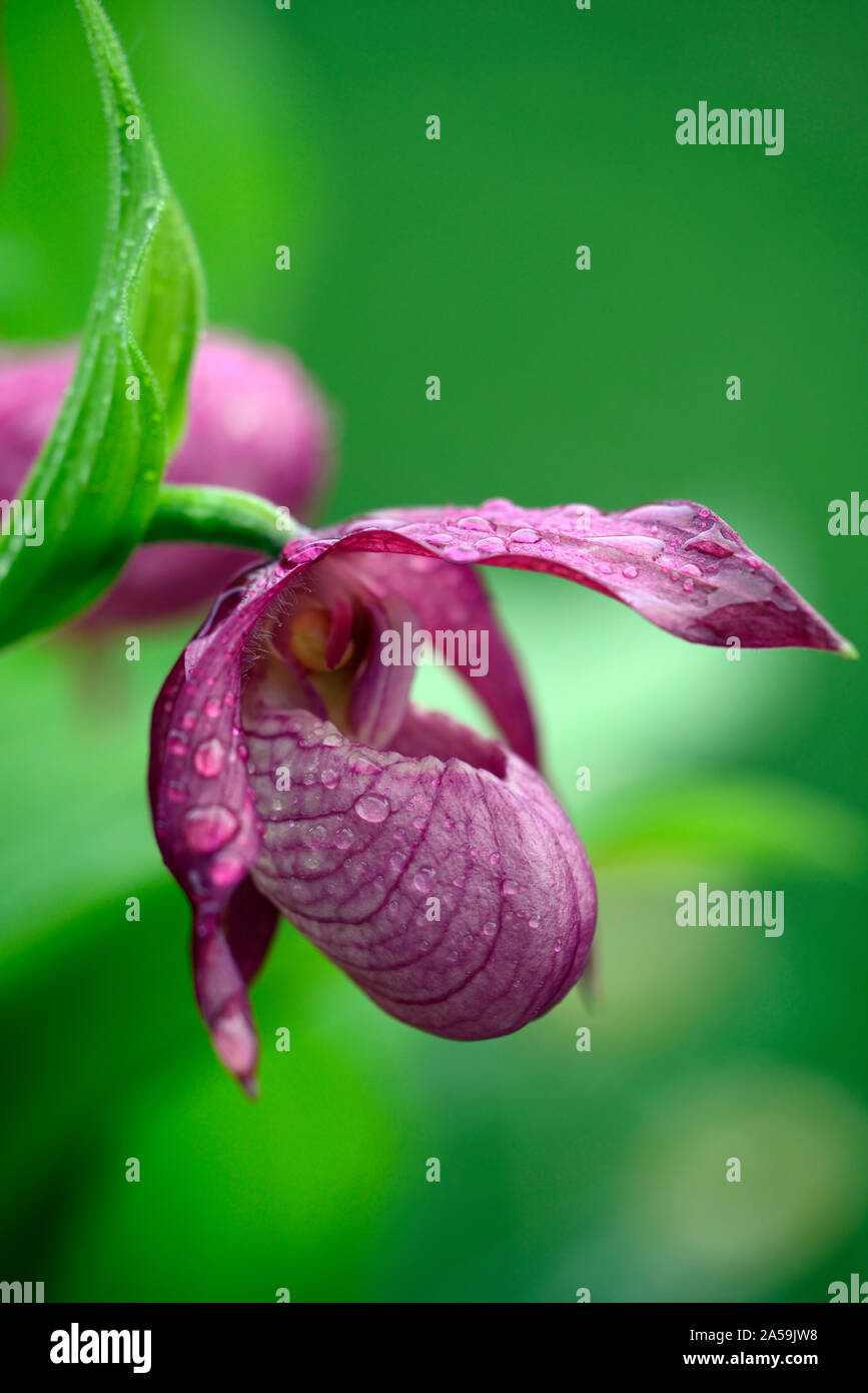 Cypripedium,Cyp,hardy orchid,Ladyslipper,orchid,orchids,flower,flowers ...