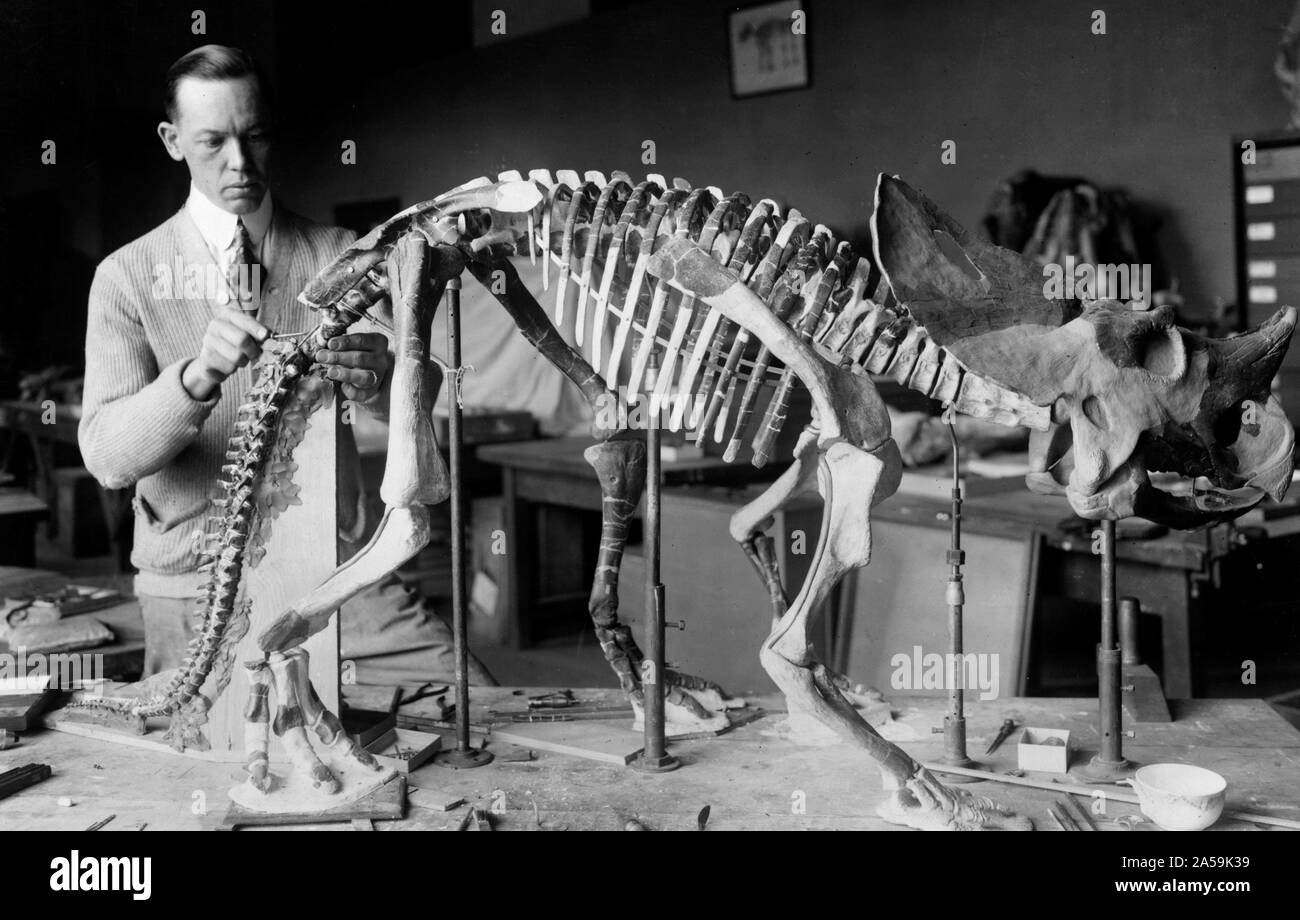 Baby dinasour skeleton hi-res stock photography and images - Alamy