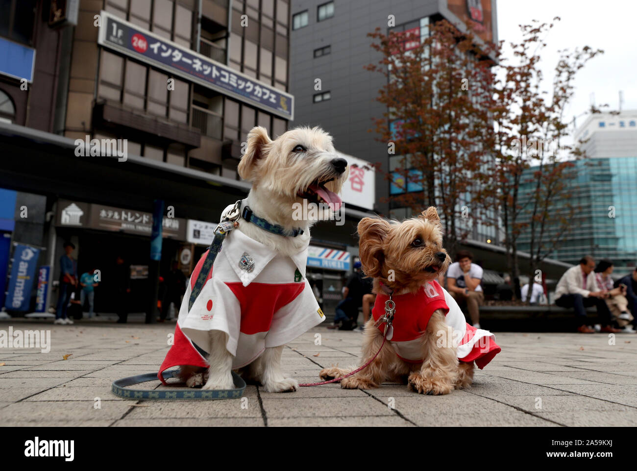 Dogs in rugby shirts outside the stadium prior to the 2019 Rugby World ...