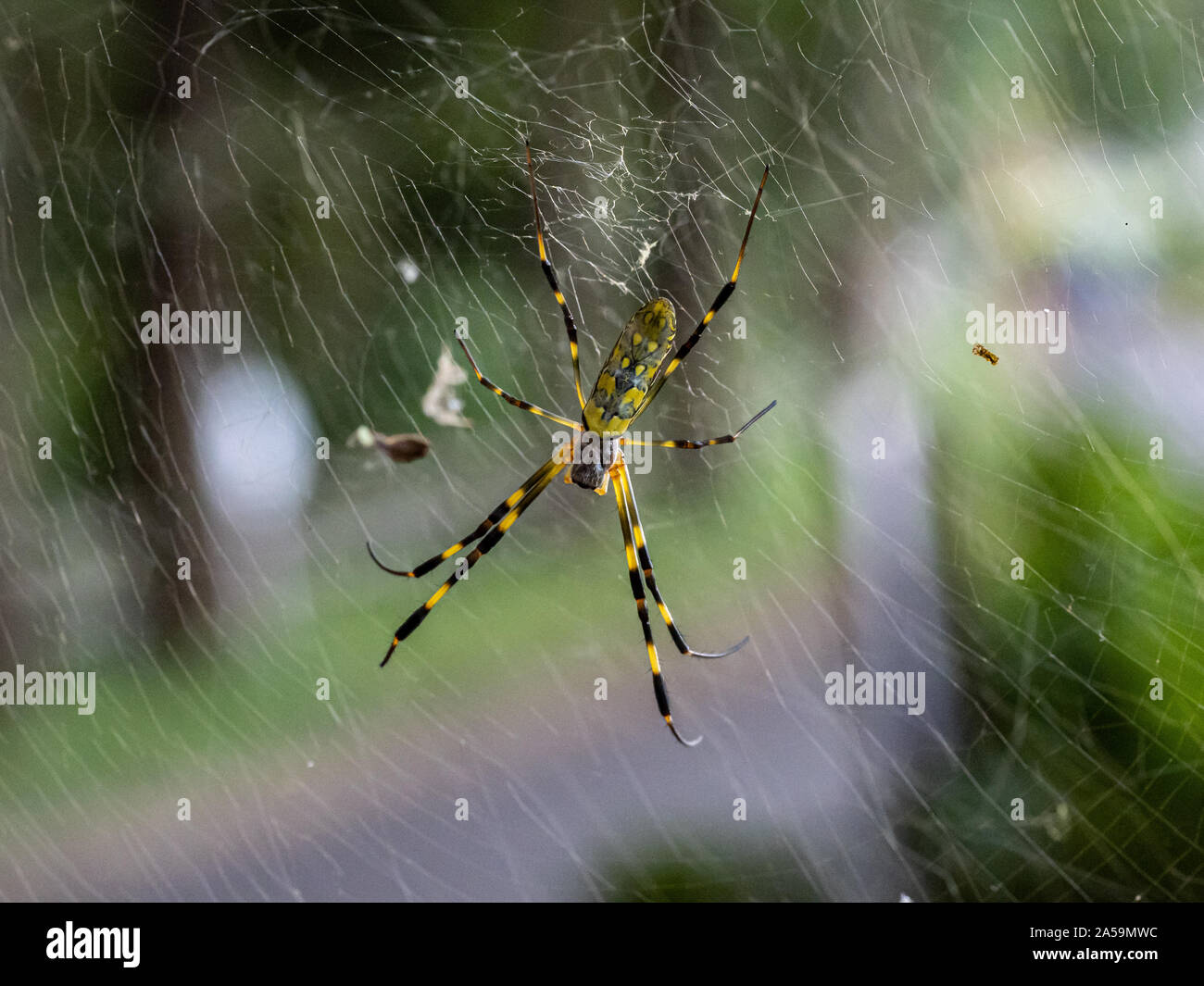 A Nephila clavata, a type of orb weaver spider native to Japan where it ...